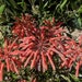 Ghost Aloe (striata × Maculata) - Etsy