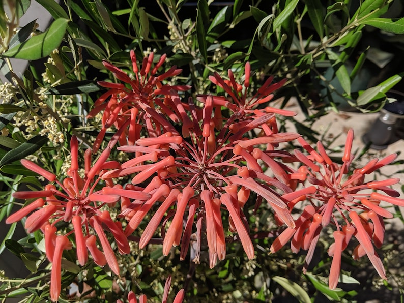Ghost Aloe (striata × Maculata) - Etsy