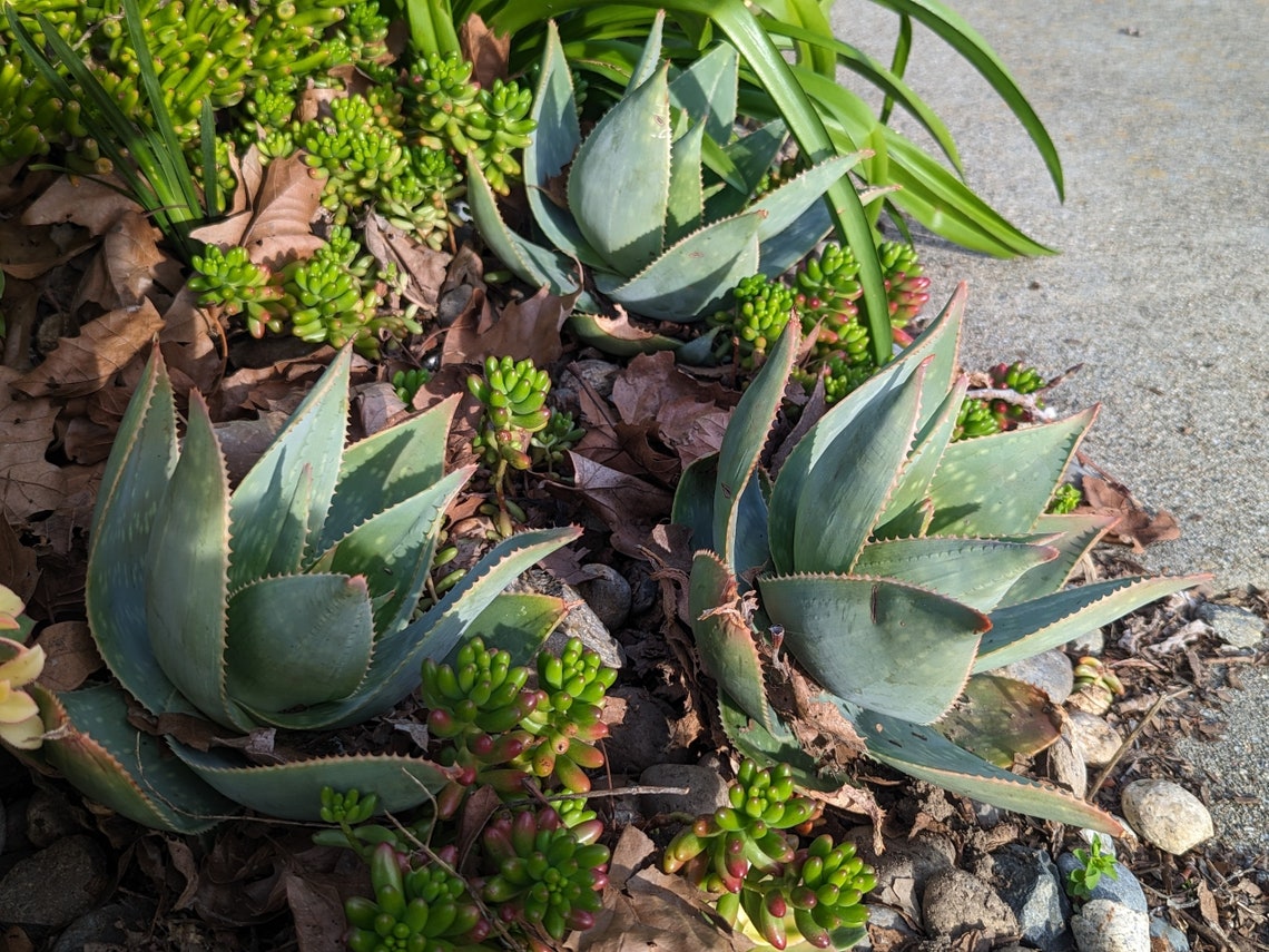 Ghost Aloe (striata × Maculata) - Etsy