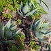 Ghost Aloe (striata × Maculata) - Etsy