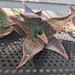 Ghost Aloe (striata × Maculata) - Etsy