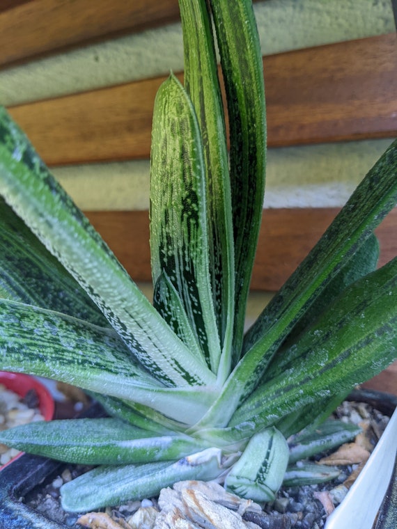 Gasteria 'little Warty' - Etsy