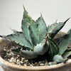 Large Form Curiosity Plant Cactus - Cereus Peruvianus Monstrose - Etsy