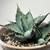 Large Form Curiosity Plant Cactus - Cereus Peruvianus Monstrose - Etsy