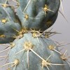 Large Form Curiosity Plant Cactus Cereus Peruvianus Monstrose - Etsy