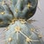 Large Form Curiosity Plant Cactus Cereus Peruvianus Monstrose - Etsy