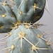 Large Form Curiosity Plant Cactus Cereus Peruvianus Monstrose - Etsy