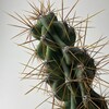 Large Form Curiosity Plant Cactus - Cereus Peruvianus Monstrose - Etsy