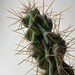 Large Form Curiosity Plant Cactus - Cereus Peruvianus Monstrose - Etsy