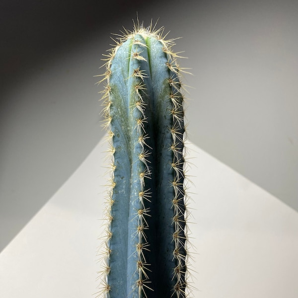 Blue Cactus Live Plant - Etsy