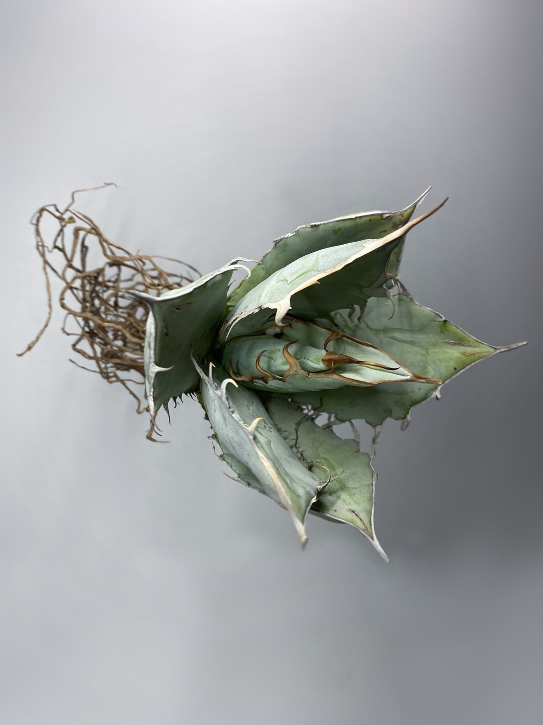 Agave Titanota White Ice Large - Etsy