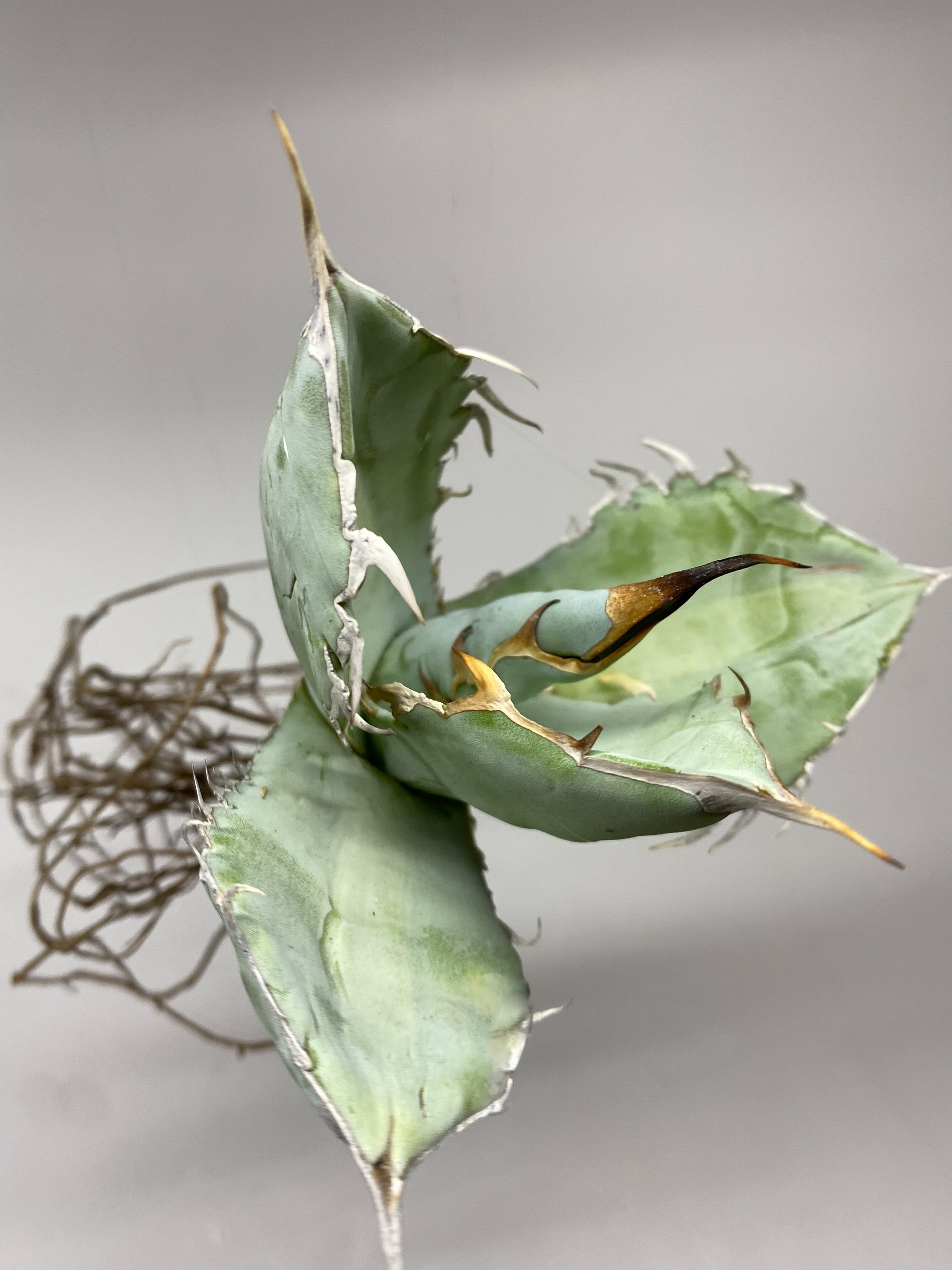 Agave Titanota- White Ice Compact - Etsy