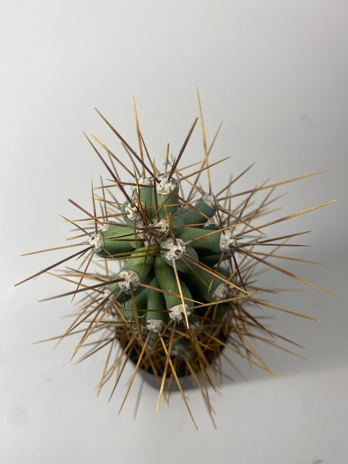 Large Form Curiosity Plant Cactus Cereus Peruvianus Monstrose - Etsy