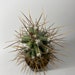Large Form Curiosity Plant Cactus - Cereus Peruvianus Monstrose - Etsy