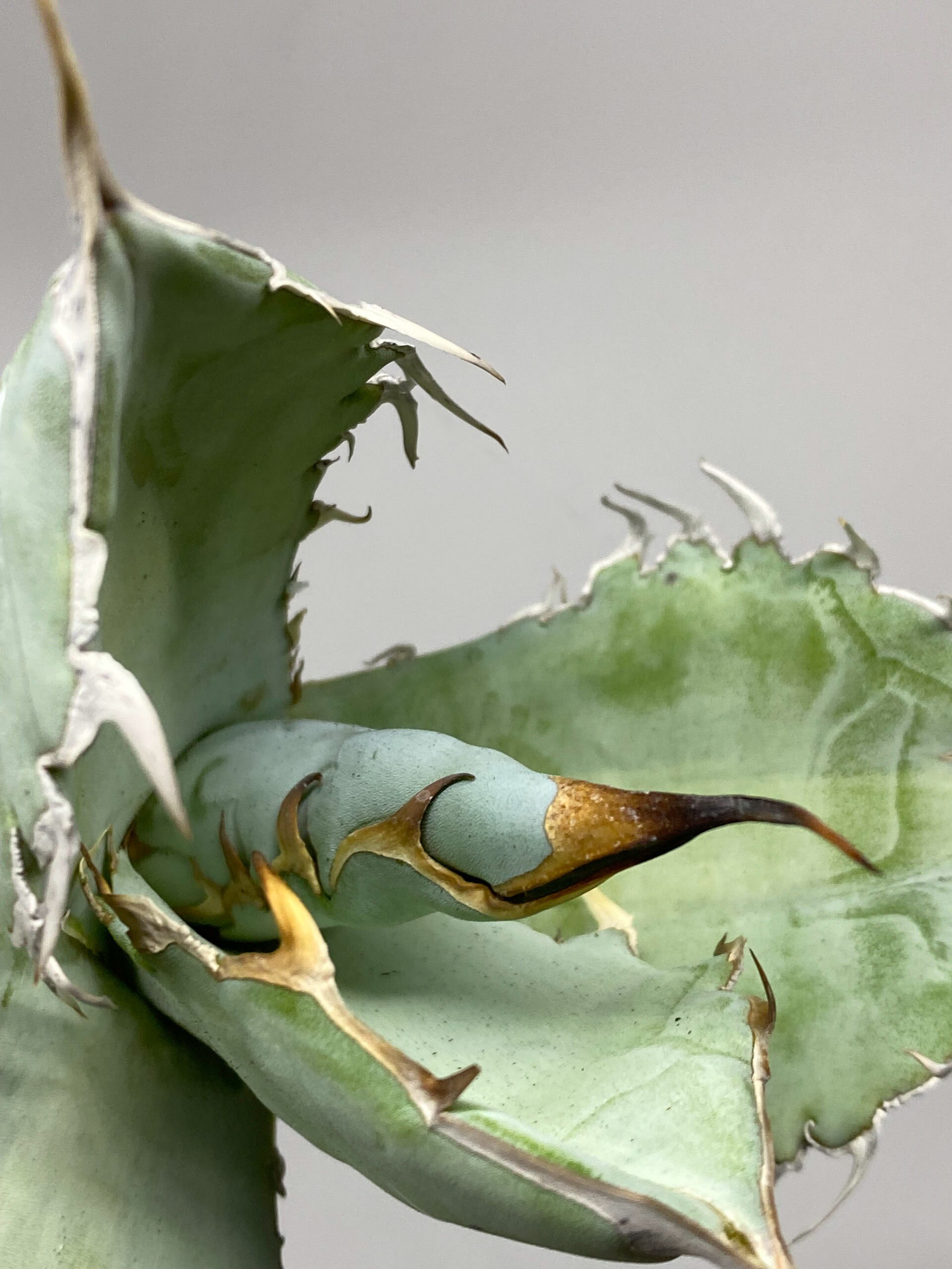 Agave Titanota white Ice - Etsy