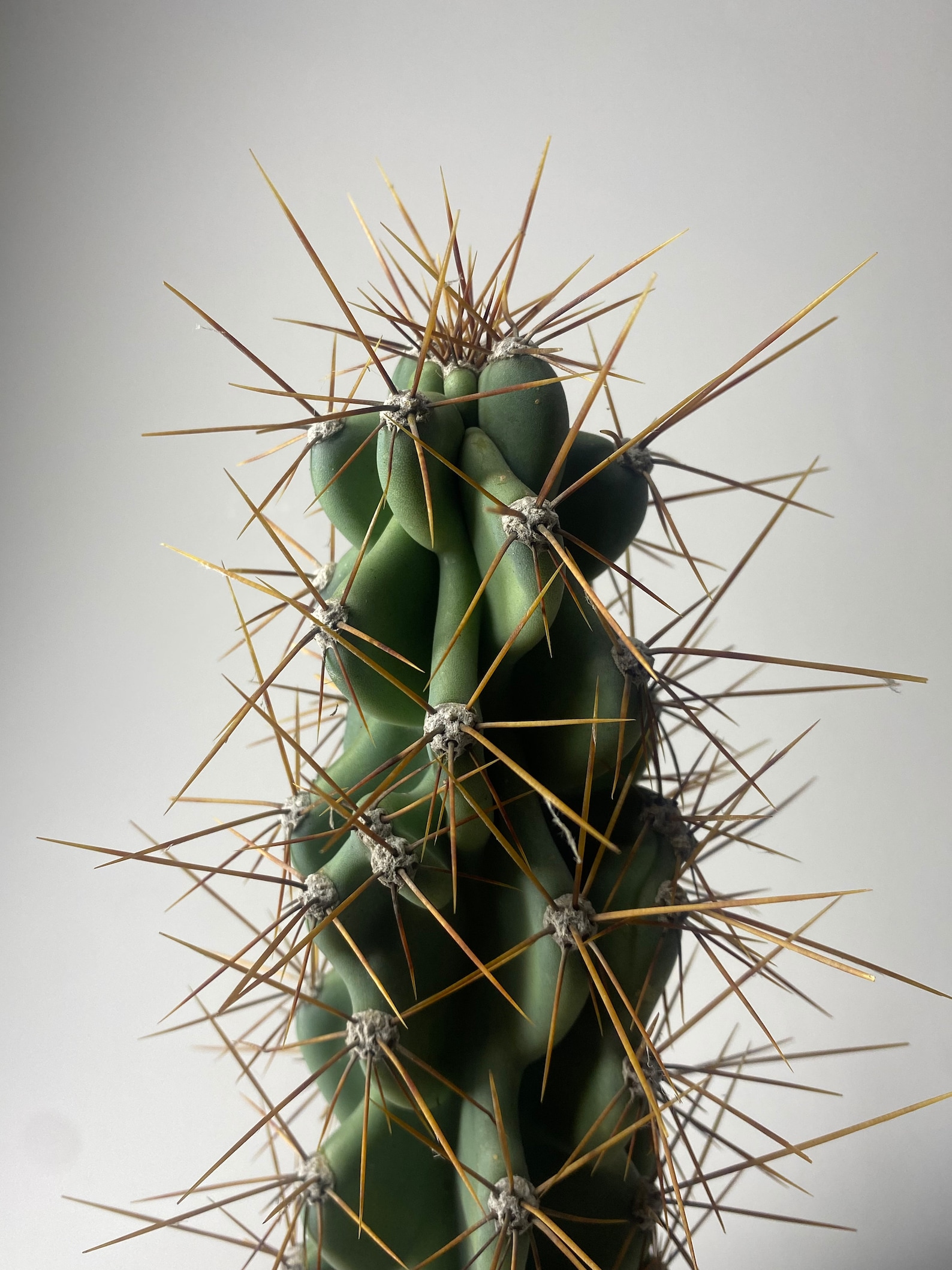 Large Form Curiosity Plant Cactus Cereus Peruvianus Monstrose - Etsy
