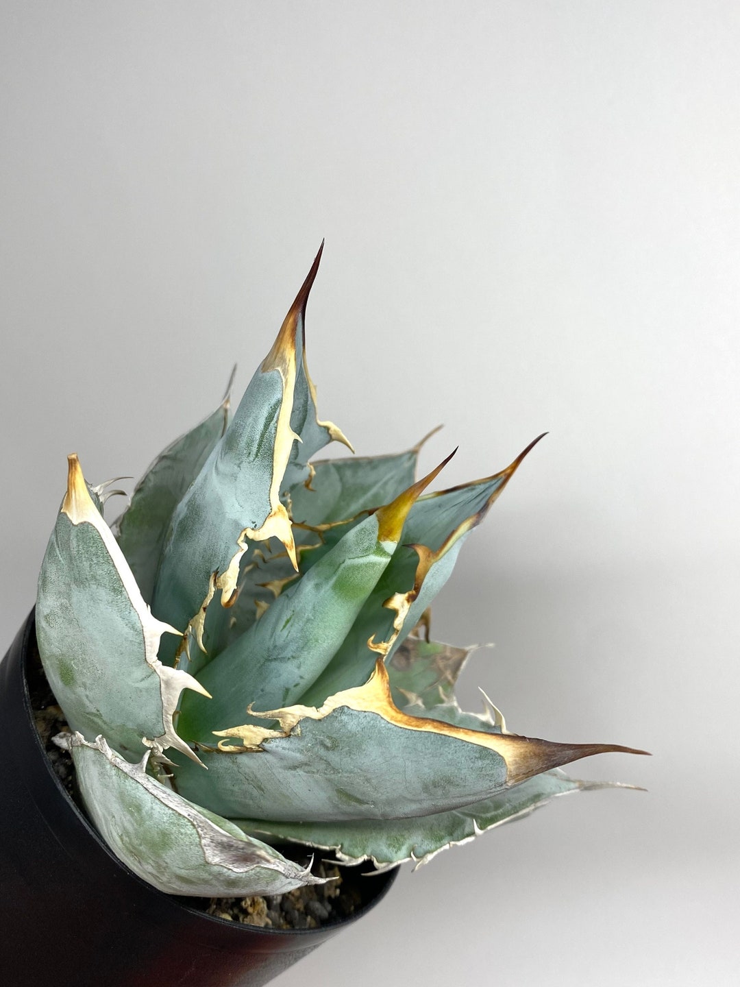 6“white Ice“ Titanota Stunning Blue Agave - Etsy