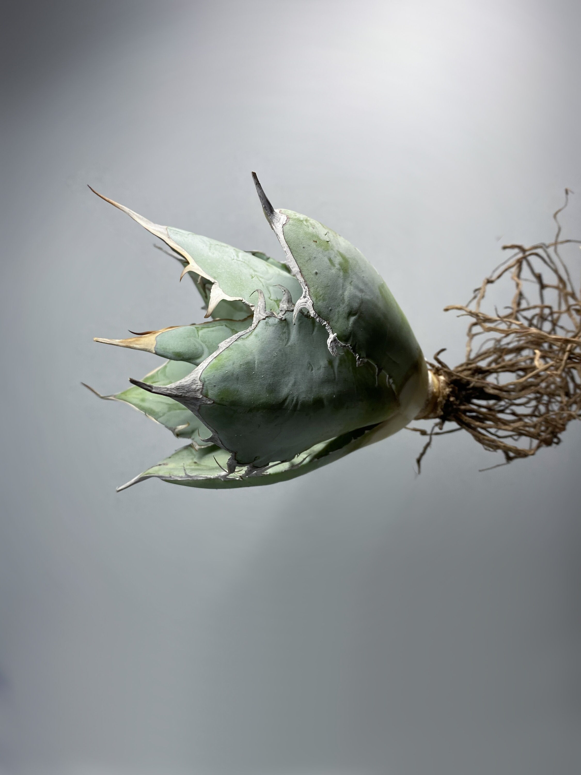 Agave Titanota White Ice Large - Etsy