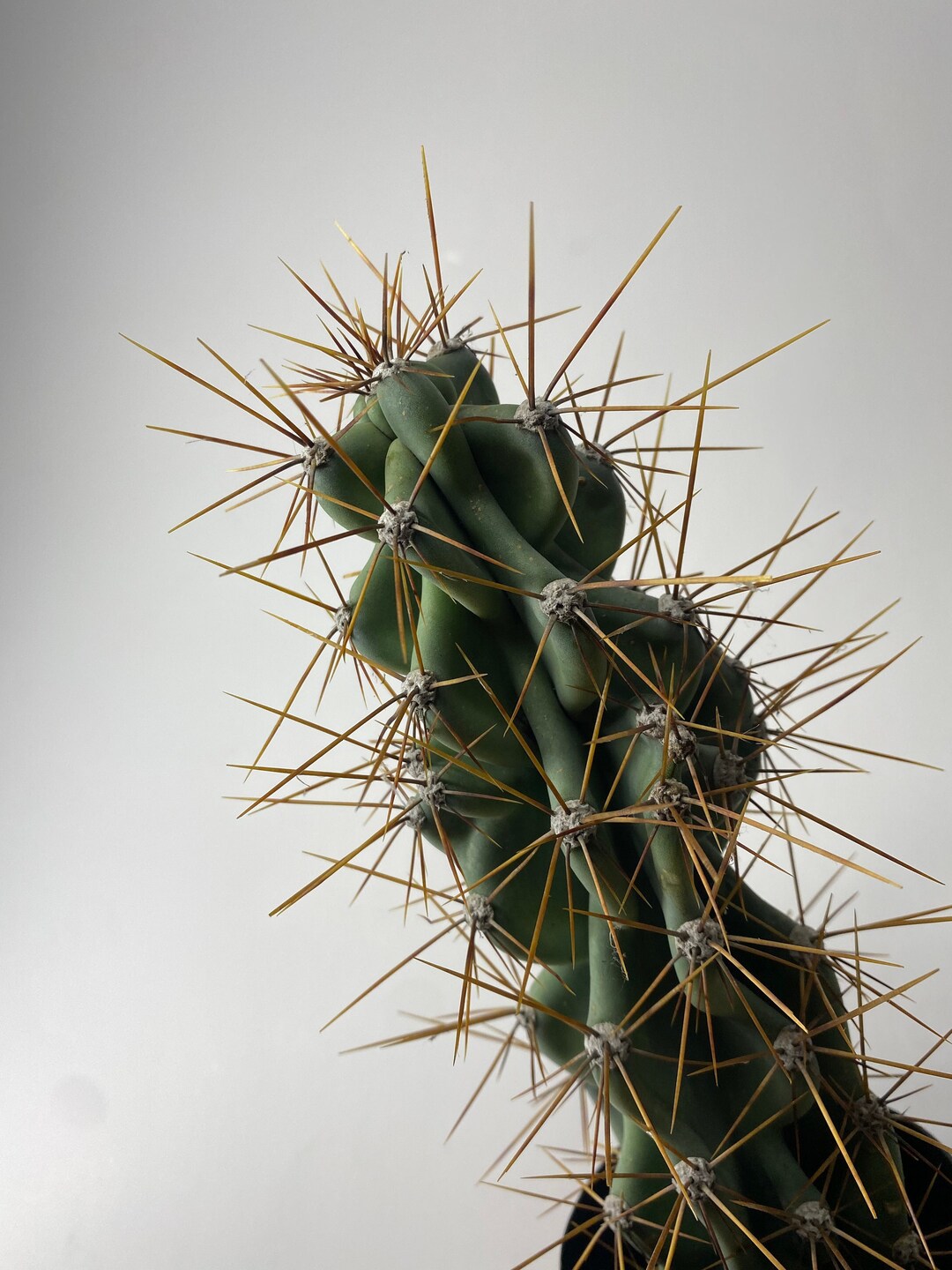 Large Form Curiosity Plant Cactus - Cereus Peruvianus Monstrose - Etsy