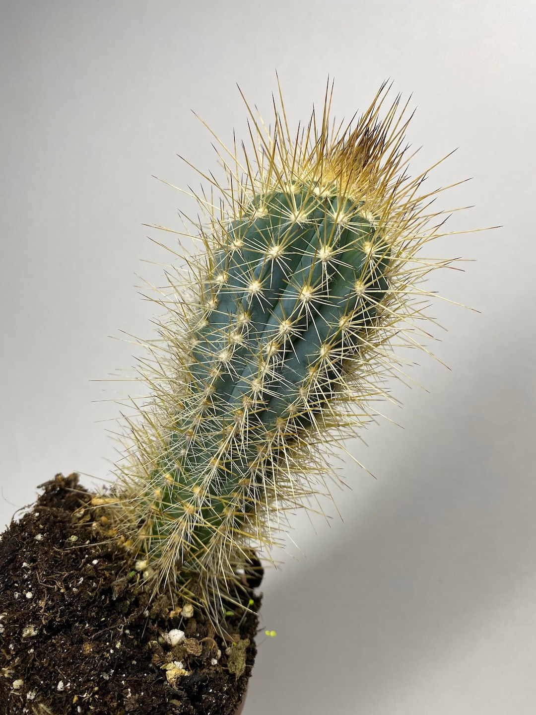Pilosocereus Calcisaxicolus, Hairy Blue Cereus Cactus - Etsy