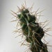 Large Form Curiosity Plant Cactus - Cereus Peruvianus Monstrose - Etsy