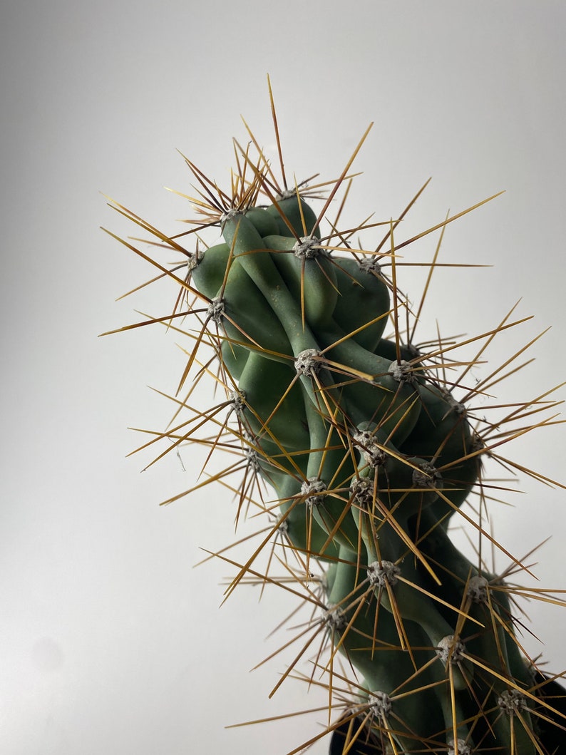 Large Form Curiosity Plant Cactus - Cereus Peruvianus Monstrose - Etsy