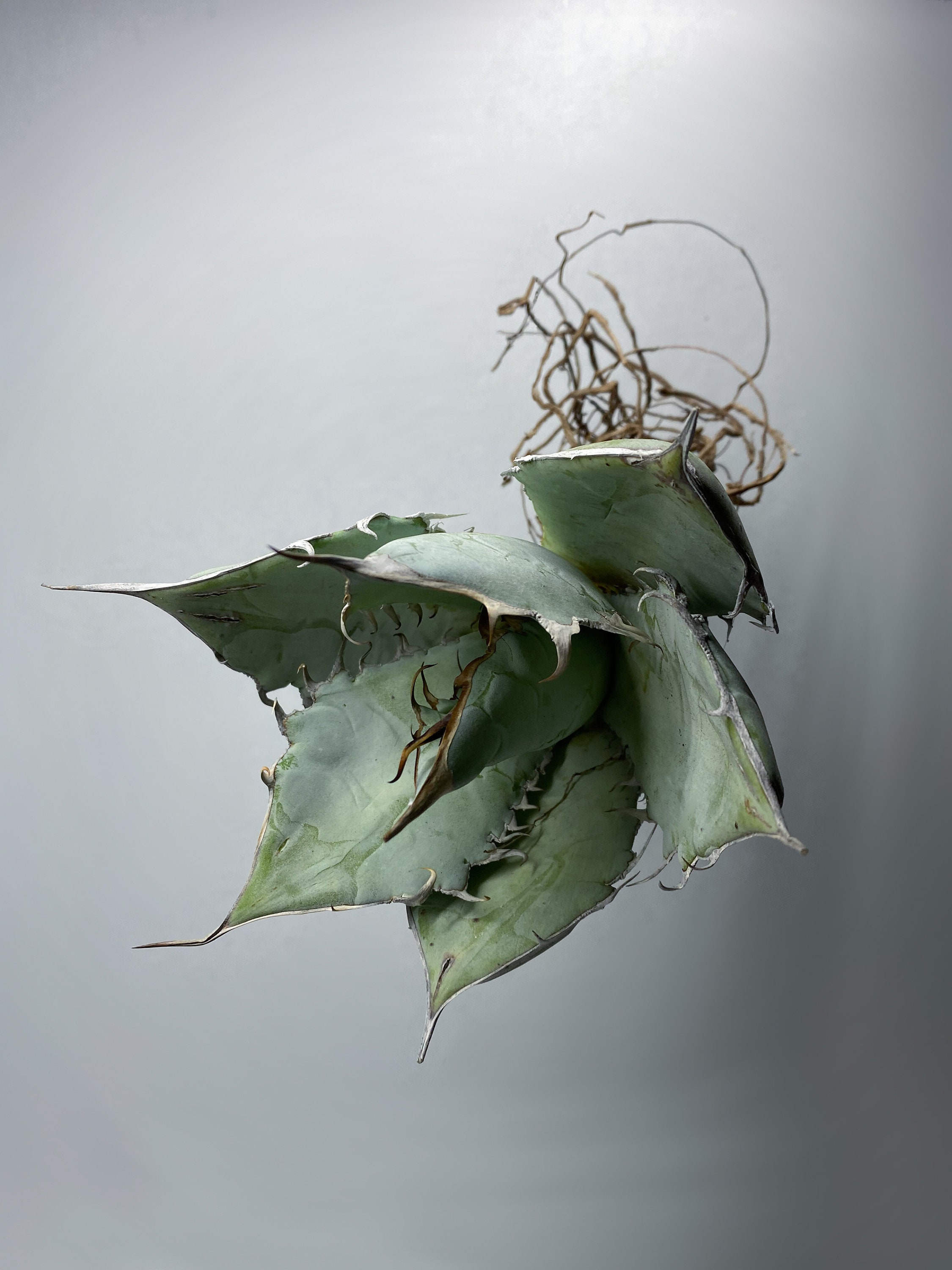 Agave Titanota White Ice Large - Etsy