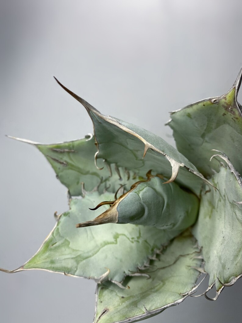 Agave Titanota White Ice Large - Etsy