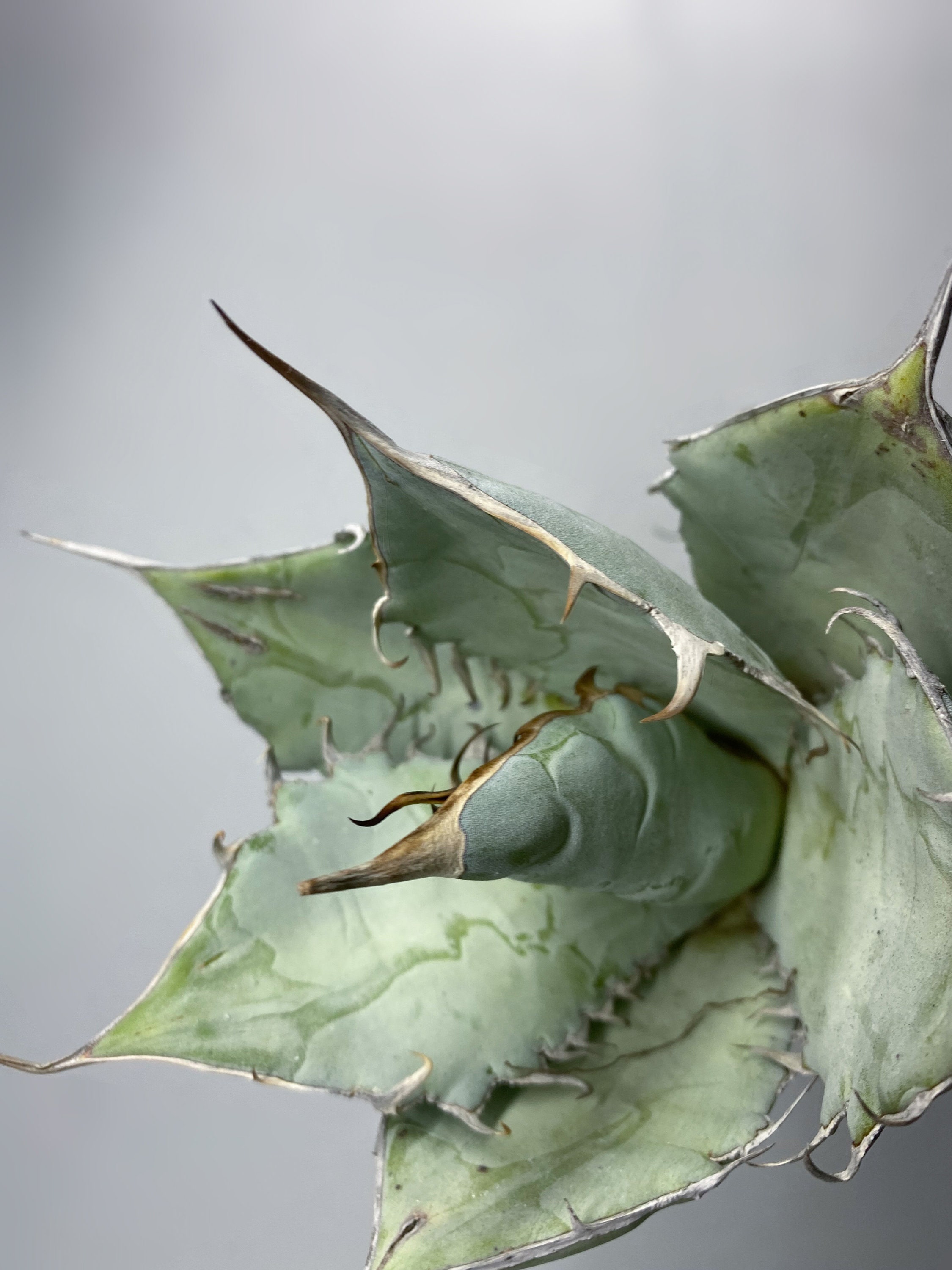 Agave Titanota White Ice Large - Etsy