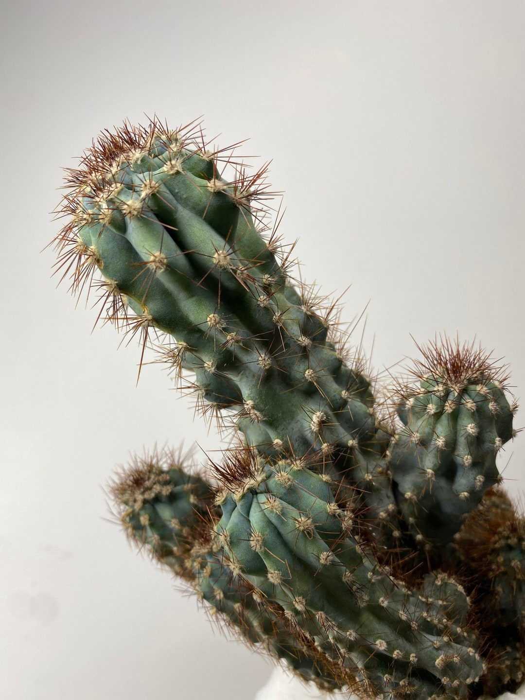 Blue Apple Cactus cereus Repandus Monstrose - Etsy