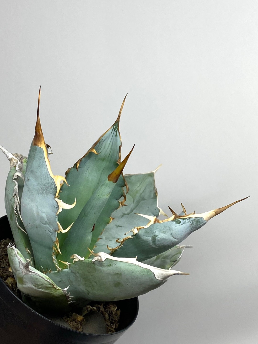 Agave Titanota- White Ice Compact - Etsy