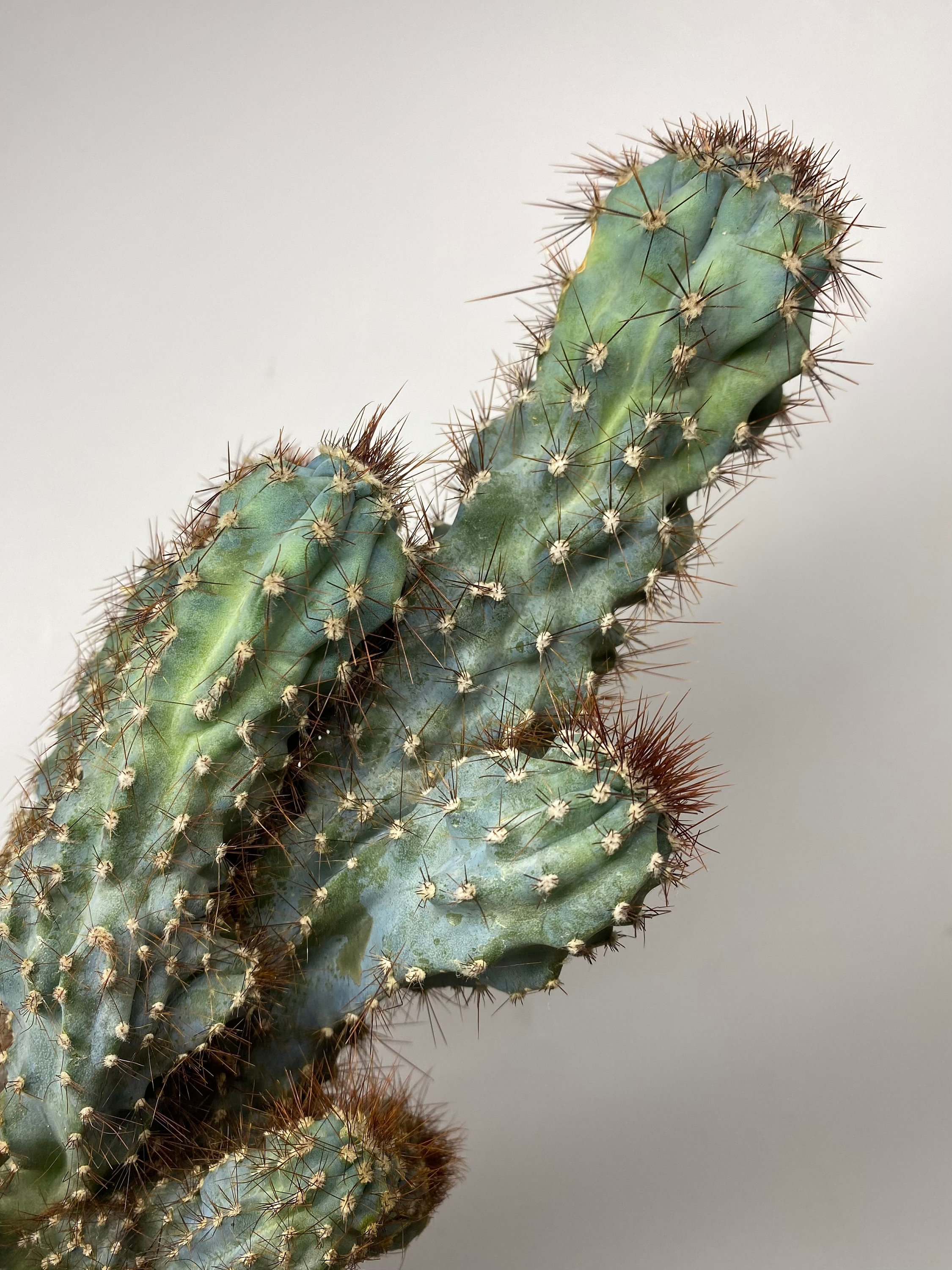 Blue Apple Cactus cereus Repandus Monstrose - Etsy