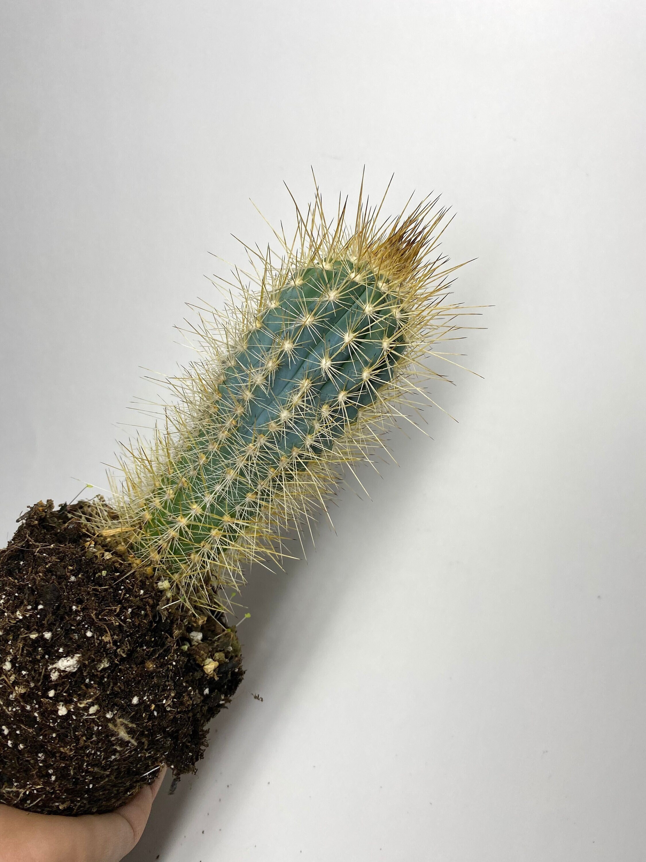 Pilosocereus Calcisaxicolus, Hairy Blue Cereus Cactus - Etsy