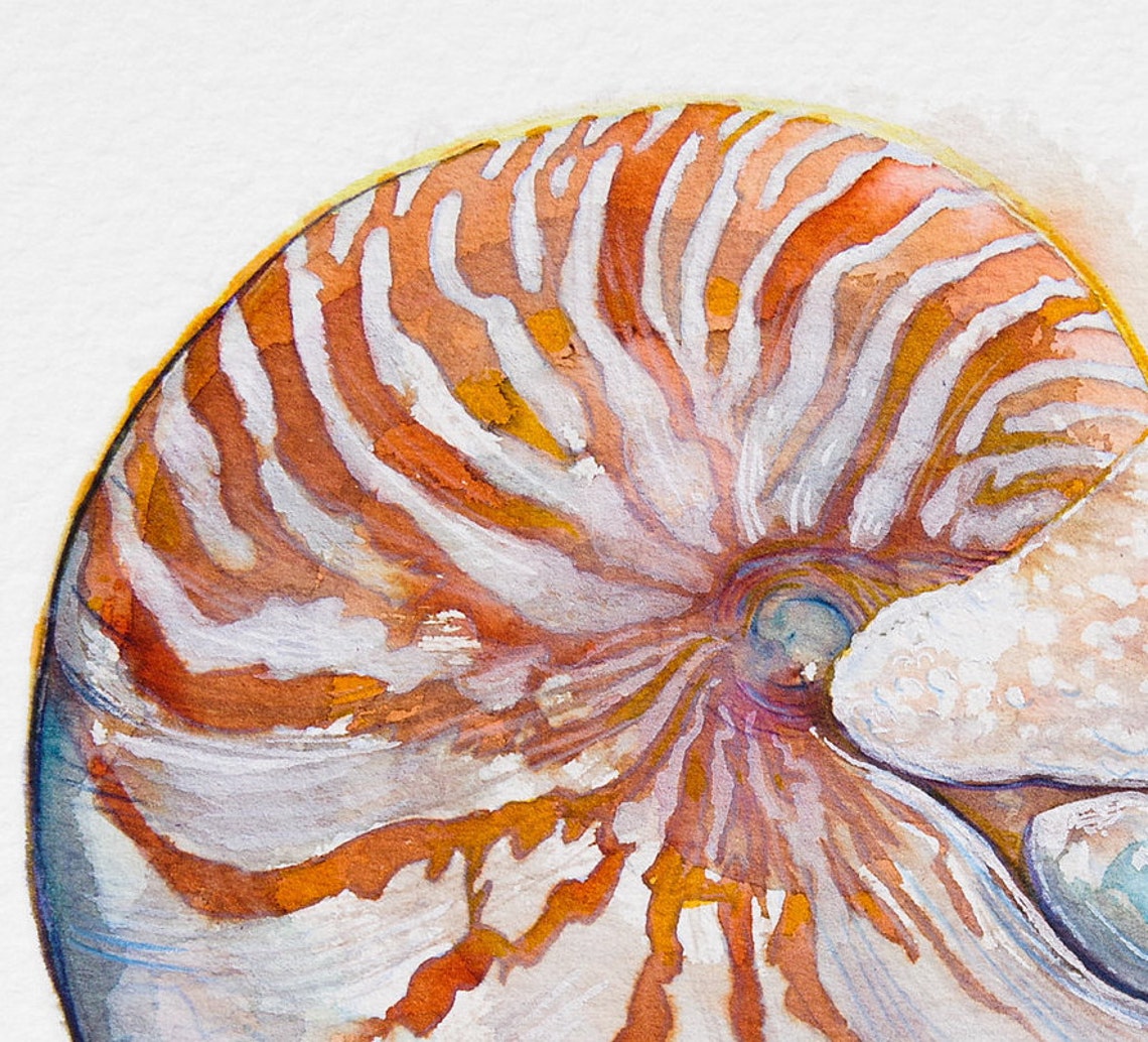 Nautilus Watercolor Print, Coastal Beach Art, Seaside Decor - Etsy