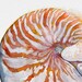 Nautilus Watercolor Print, Coastal Beach Art, Seaside Decor - Etsy