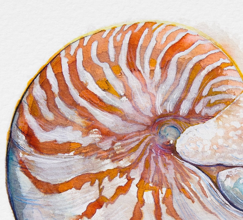Nautilus Watercolor Print, Coastal Beach Art, Seaside Decor - Etsy