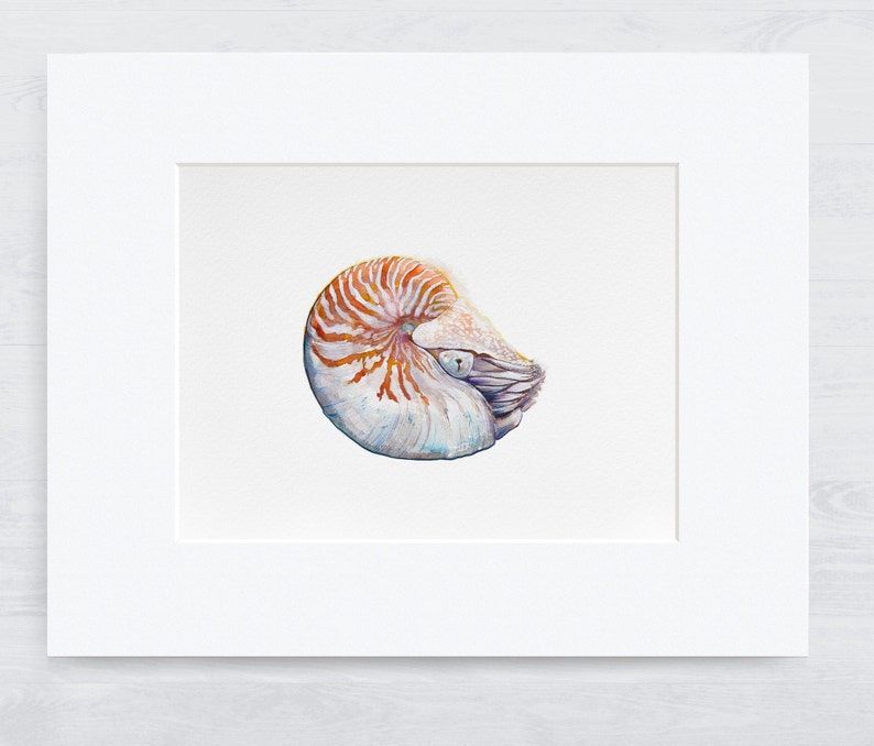 Nautilus Watercolor Print, Coastal Beach Art, Seaside Decor - Etsy