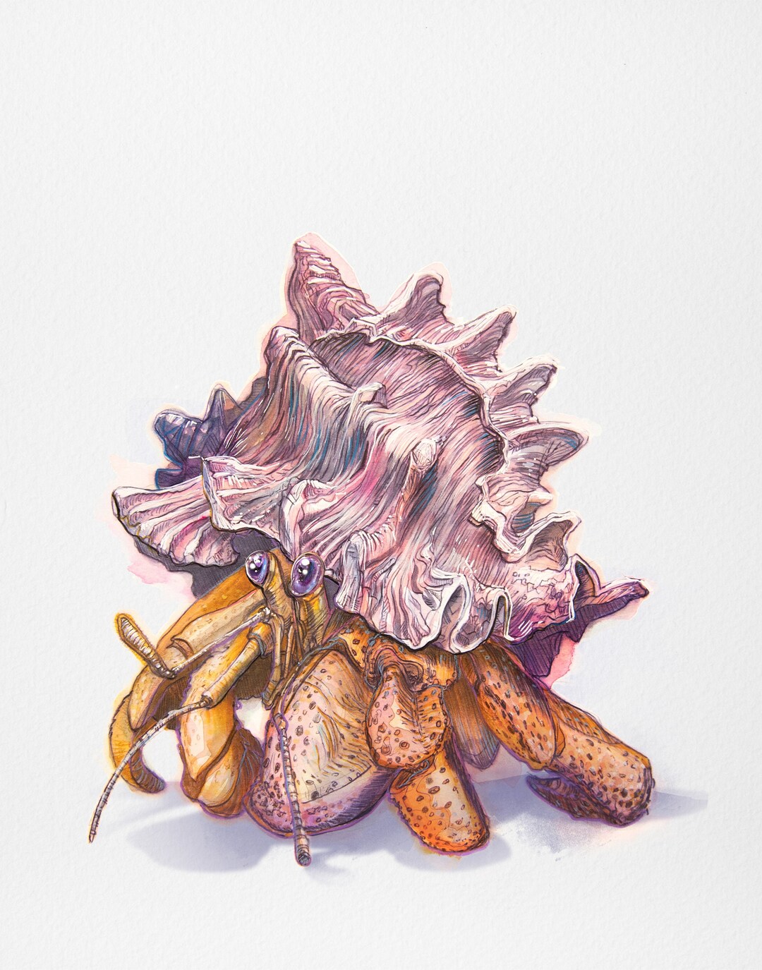 Hermit Crab Watercolor Print, Coastal Beach Art, Seaside Decor - Etsy