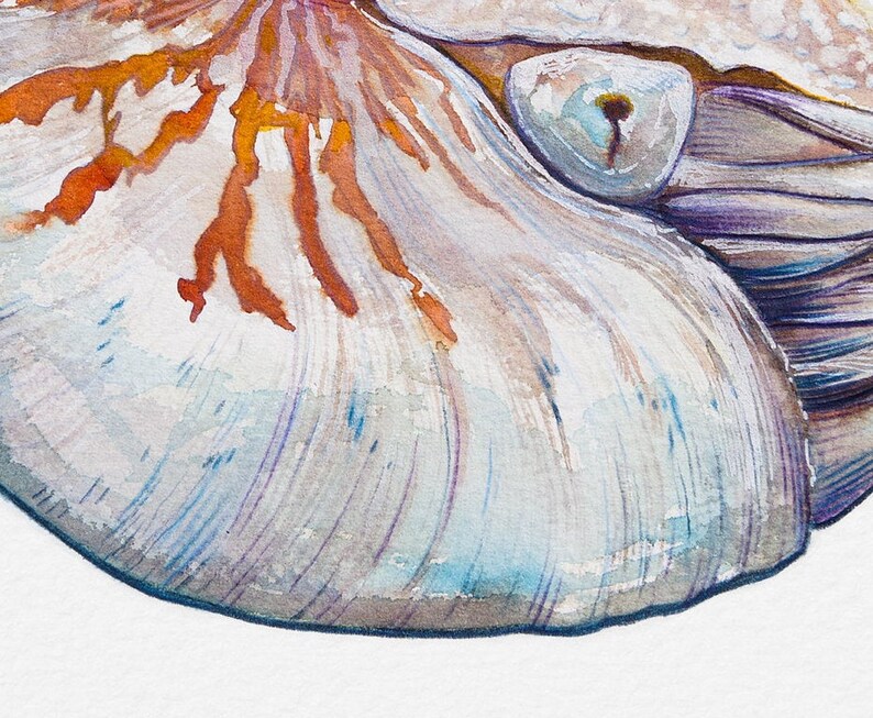 Nautilus Watercolor Print, Coastal Beach Art, Seaside Decor - Etsy