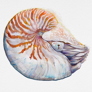 Nautilus Watercolor Print, Coastal Beach Art, Seaside Decor - Etsy