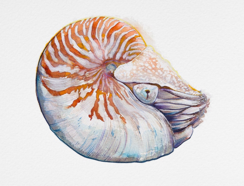 Nautilus Watercolor Print, Coastal Beach Art, Seaside Decor - Etsy