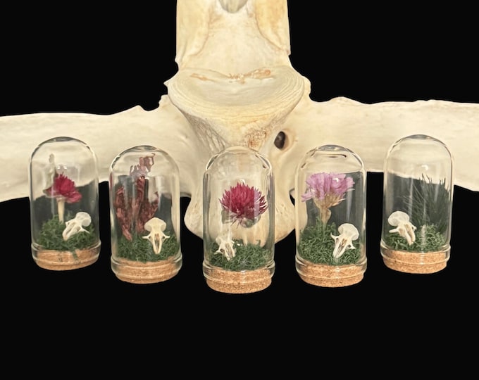 Mouse Oddity Dome, Mouse Skull Display, Mini Diorama Shrine, Skull ...