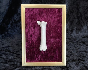 Bones Display Frame - Etsy