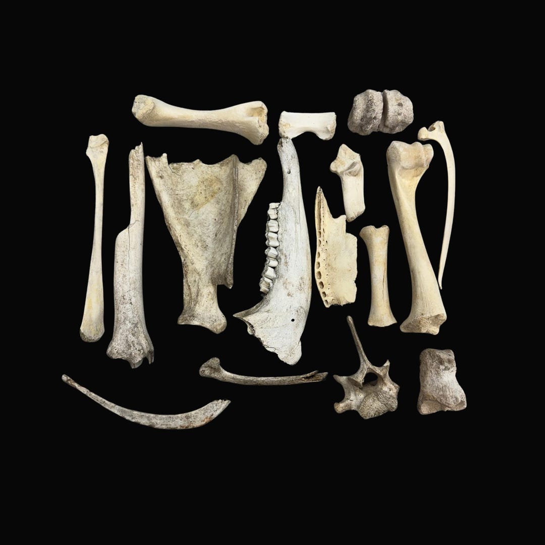 16 Pieces Imperfect Real Animal Bones Oddity Vulture Culture Bundle ...