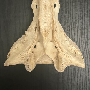X-large Cow Sacrum Vertebra Bone Hanging 10 Inch Long Oddity Wall Art ...