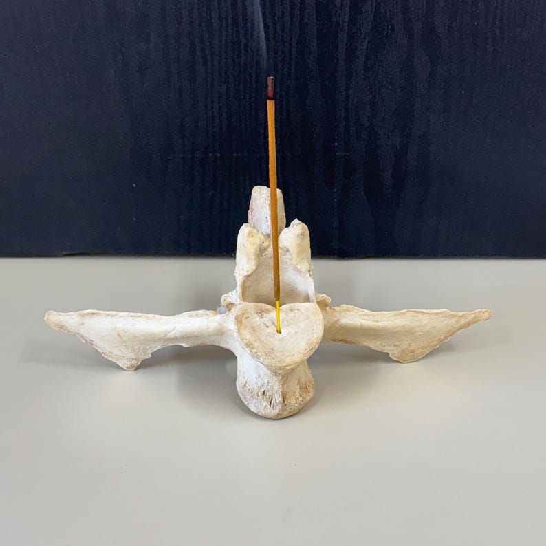 Large Cow Vertebra Bone 10 Inch Incense Stick Holder/burner - Etsy