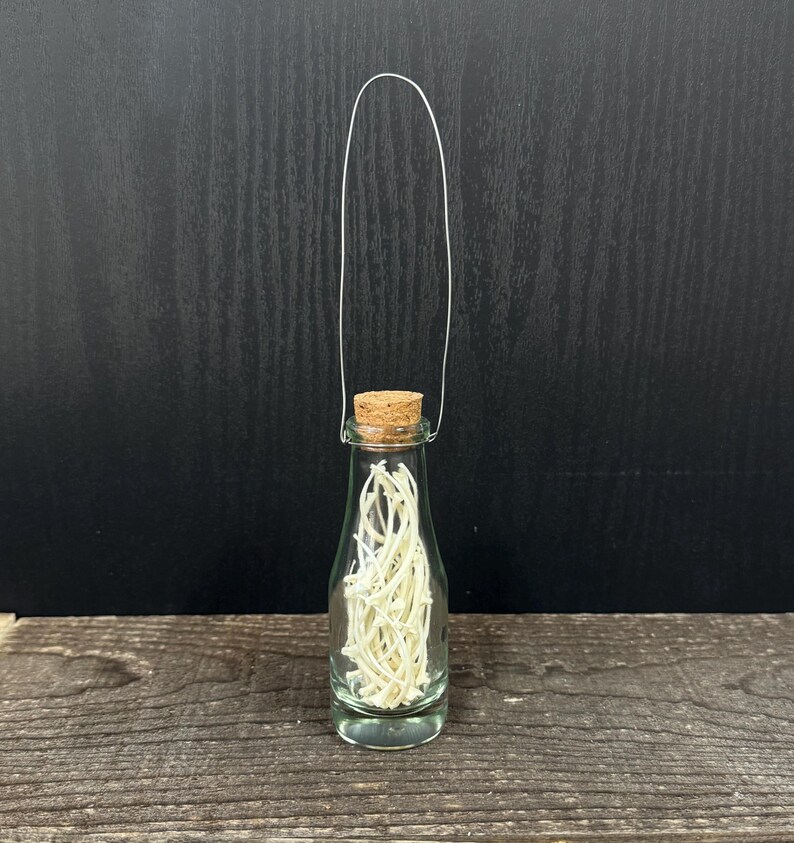 Ball Python Snake Rib Bones Glass Vial Oddity Curio Collection Display ...