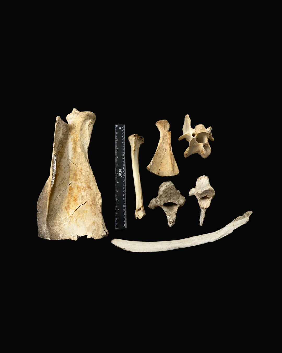 Imperfect Large Real Animal Bones 7pc Oddity Vulture Culture Bundle ...