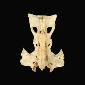 X-large Cow Sacrum Vertebra Bone Hanging 10 Inch Long Oddity Wall Art ...