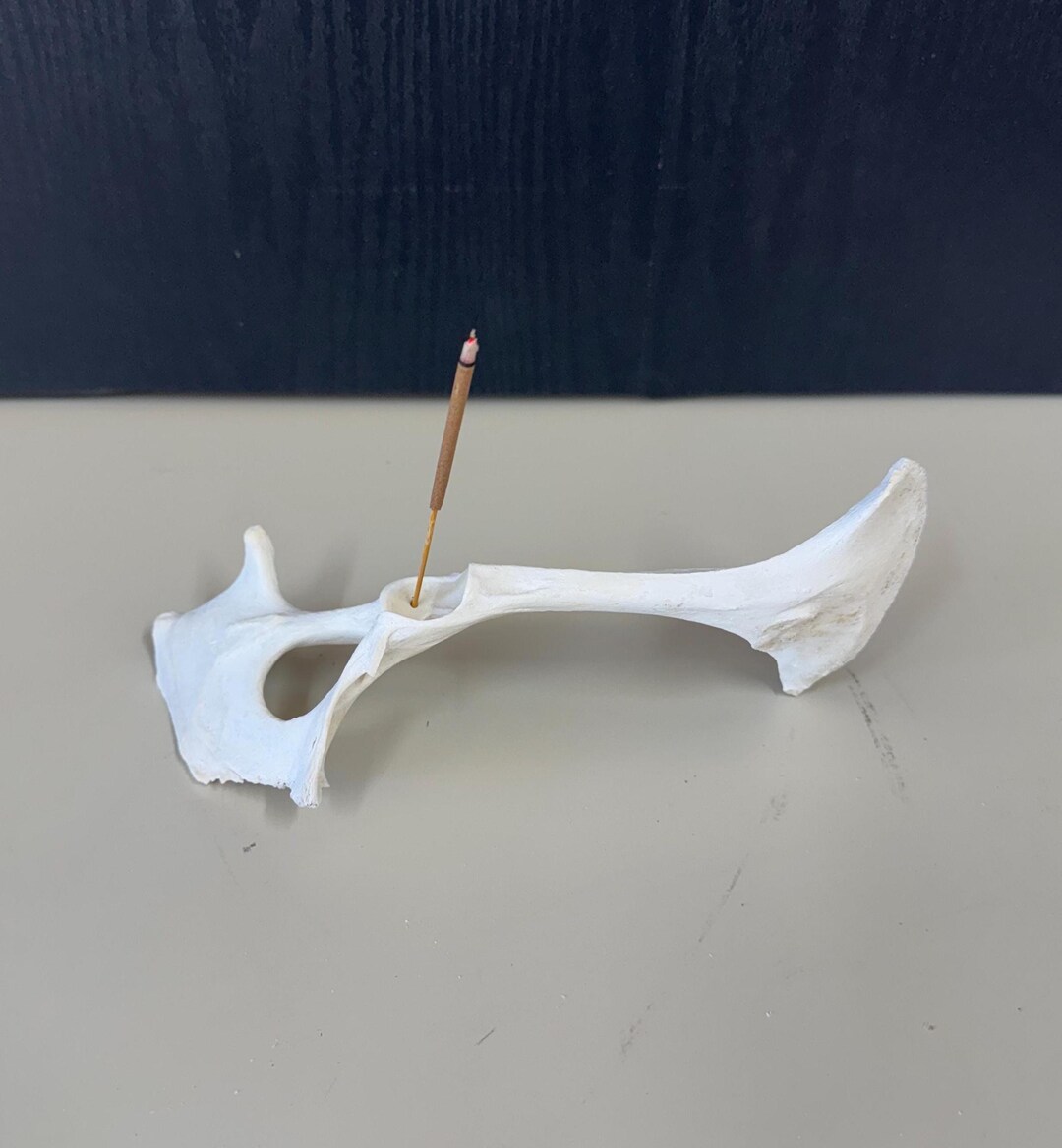 Goat Pelvis Bone 8.5 Inch Real Animal Bone Incense Stick Burner - Etsy